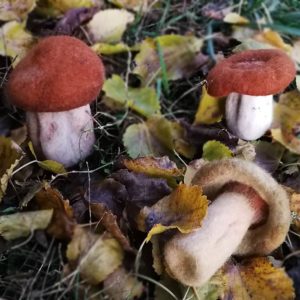 Felting Mushrooms - Cornit Felt Art